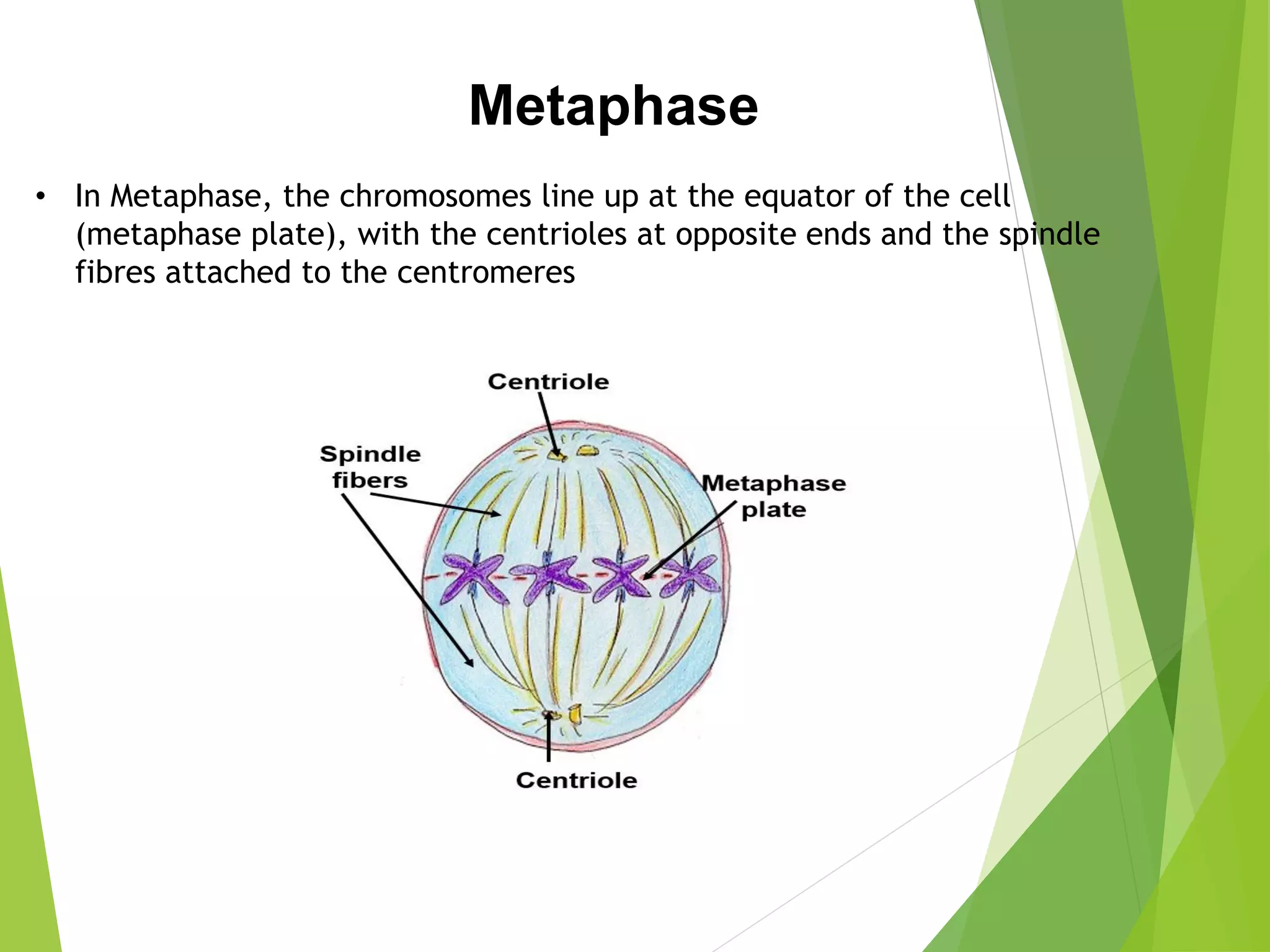 The Mitotic Cell Cycle | PPT
