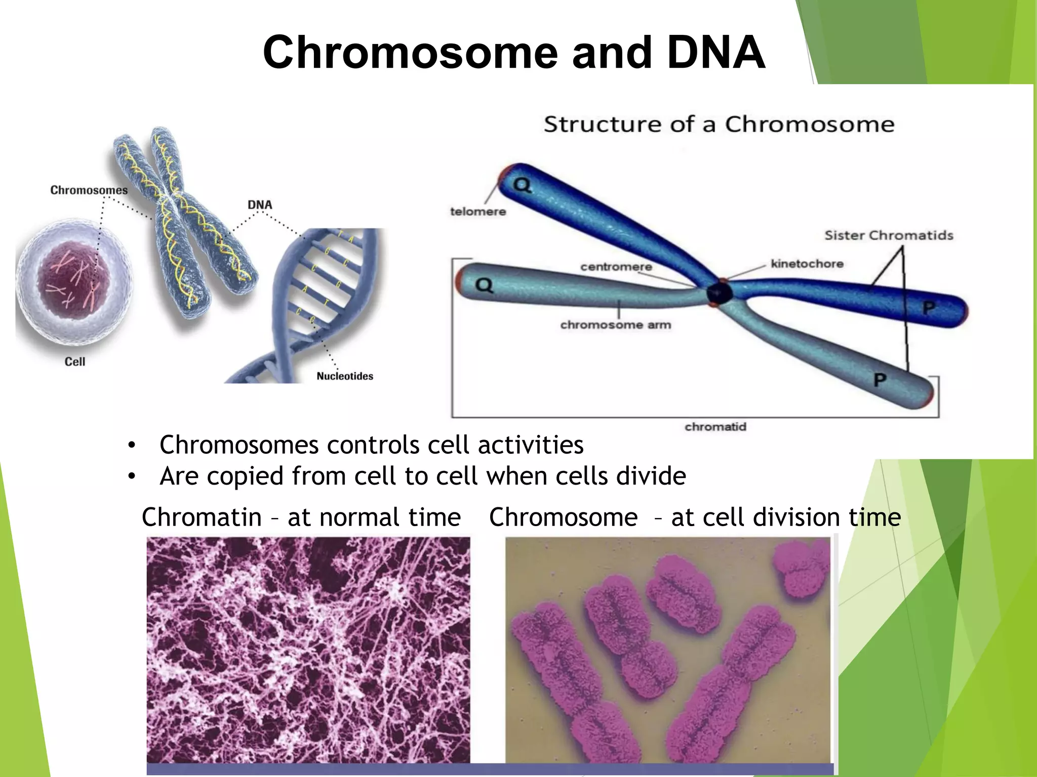The Mitotic Cell Cycle | PPT
