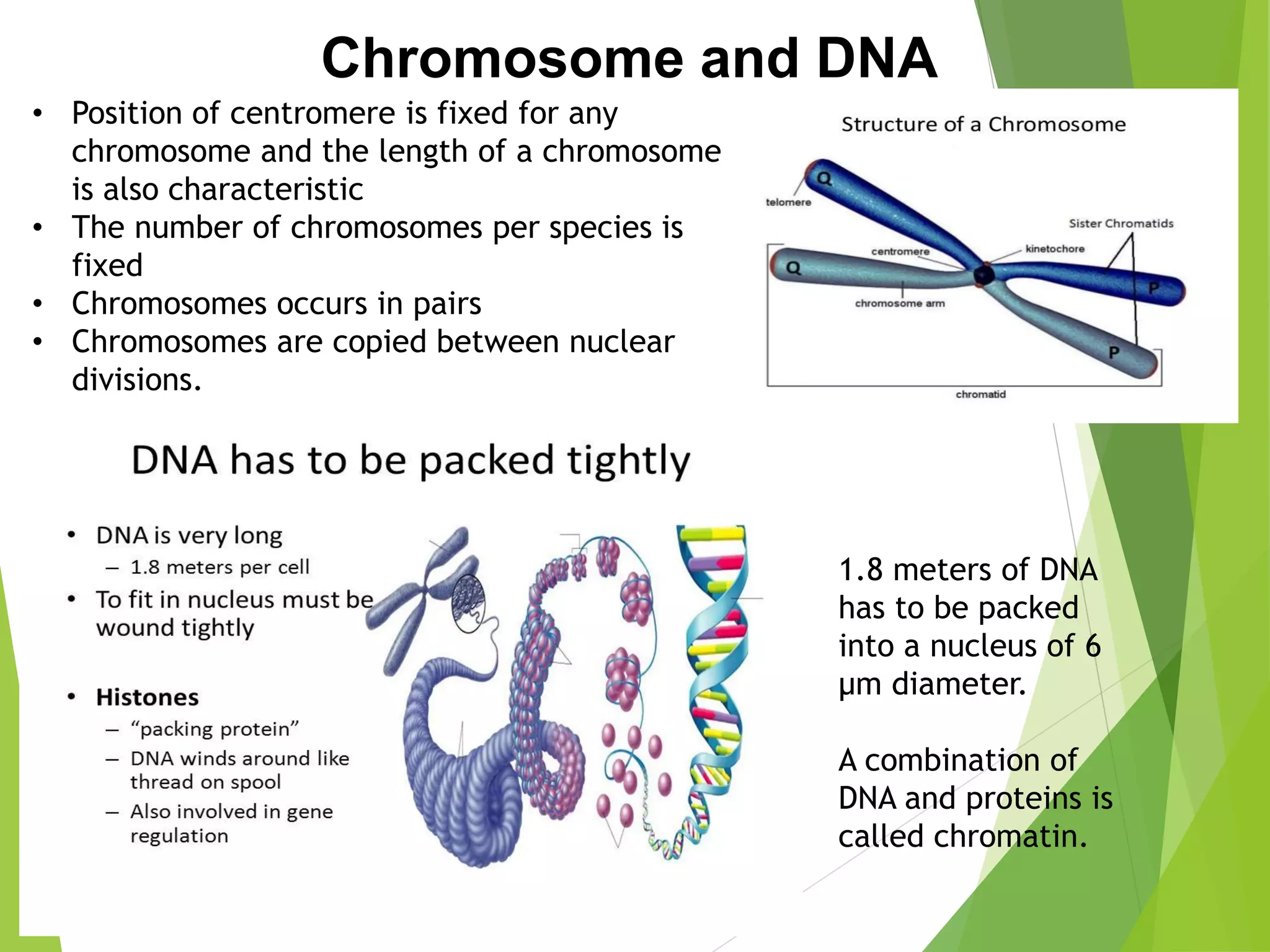 The Mitotic Cell Cycle | PPT