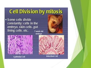 The Mitotic Cell Cycle | PPT