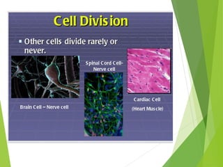 The Mitotic Cell Cycle | PPT