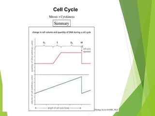 The Mitotic Cell Cycle | PPT