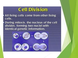 The Mitotic Cell Cycle | PPT