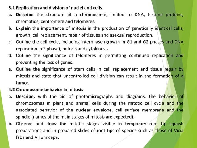 The Mitotic Cell Cycle | PPT