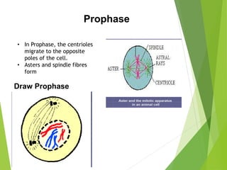 The Mitotic Cell Cycle | PDF