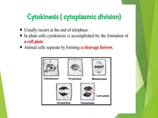 The Mitotic Cell Cycle | PPT