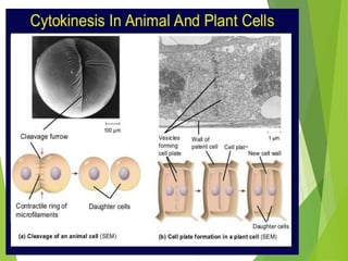 The Mitotic Cell Cycle | PPT