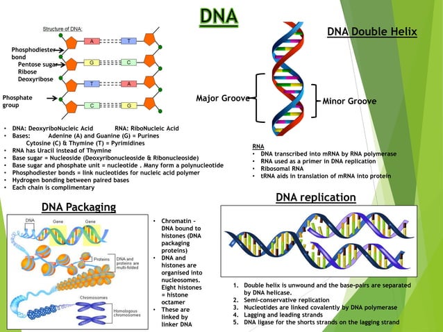 The Mitotic Cell Cycle | PPT