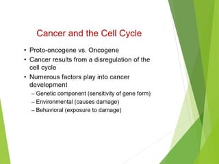 The Mitotic Cell Cycle | PPT