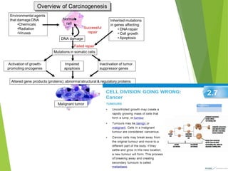 The Mitotic Cell Cycle | PPT