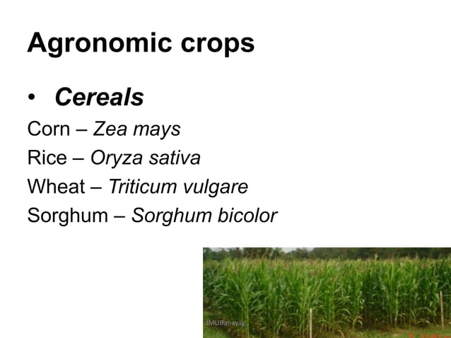 Classification of Agricultural Crops | PDF