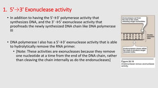 4. removal of primers and ligation in prokaryotic dna replication | PPTX