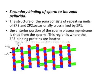 Molecular event during fertilization | PPT