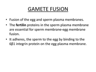 Molecular event during fertilization | PPT