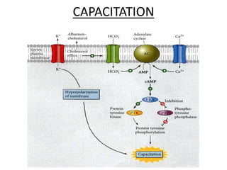 Molecular event during fertilization | PPT