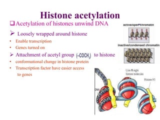 Control of eukariyotic genes | PPT