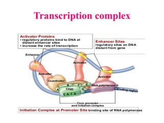 Control of eukariyotic genes | PPTX