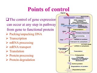 Control of eukariyotic genes | PPT
