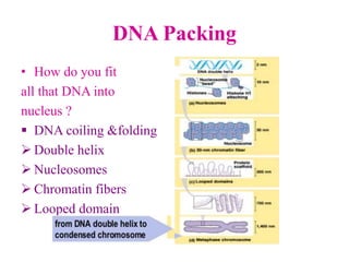 Control of eukariyotic genes | PPTX
