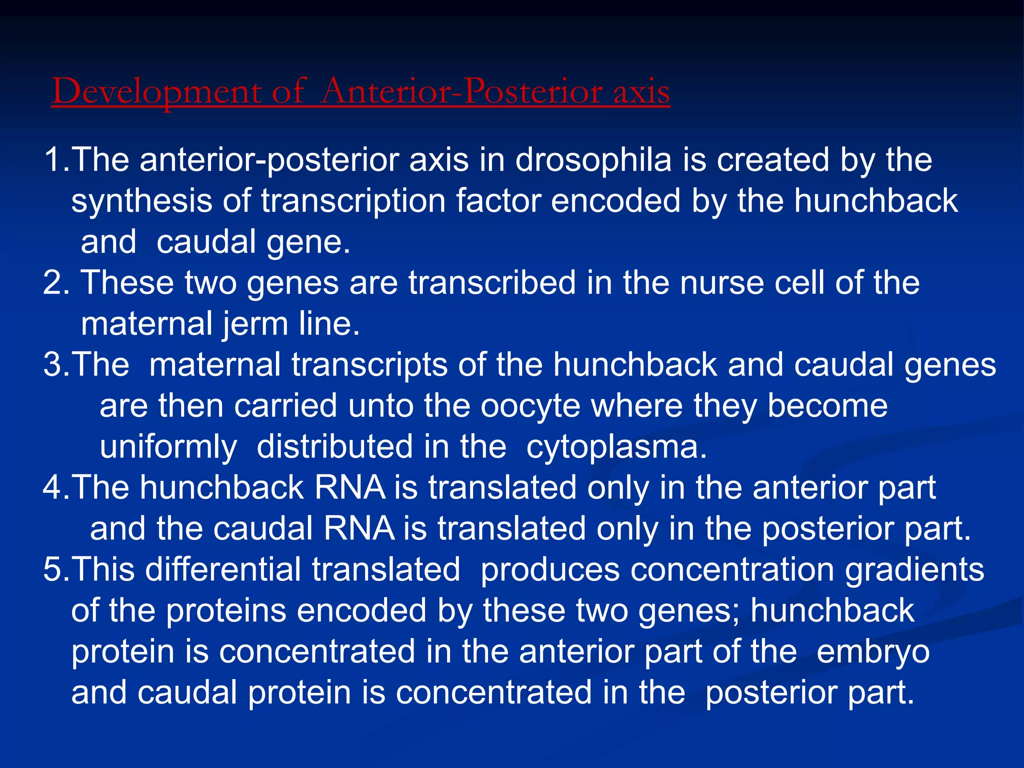 Development of drosophila | PPT