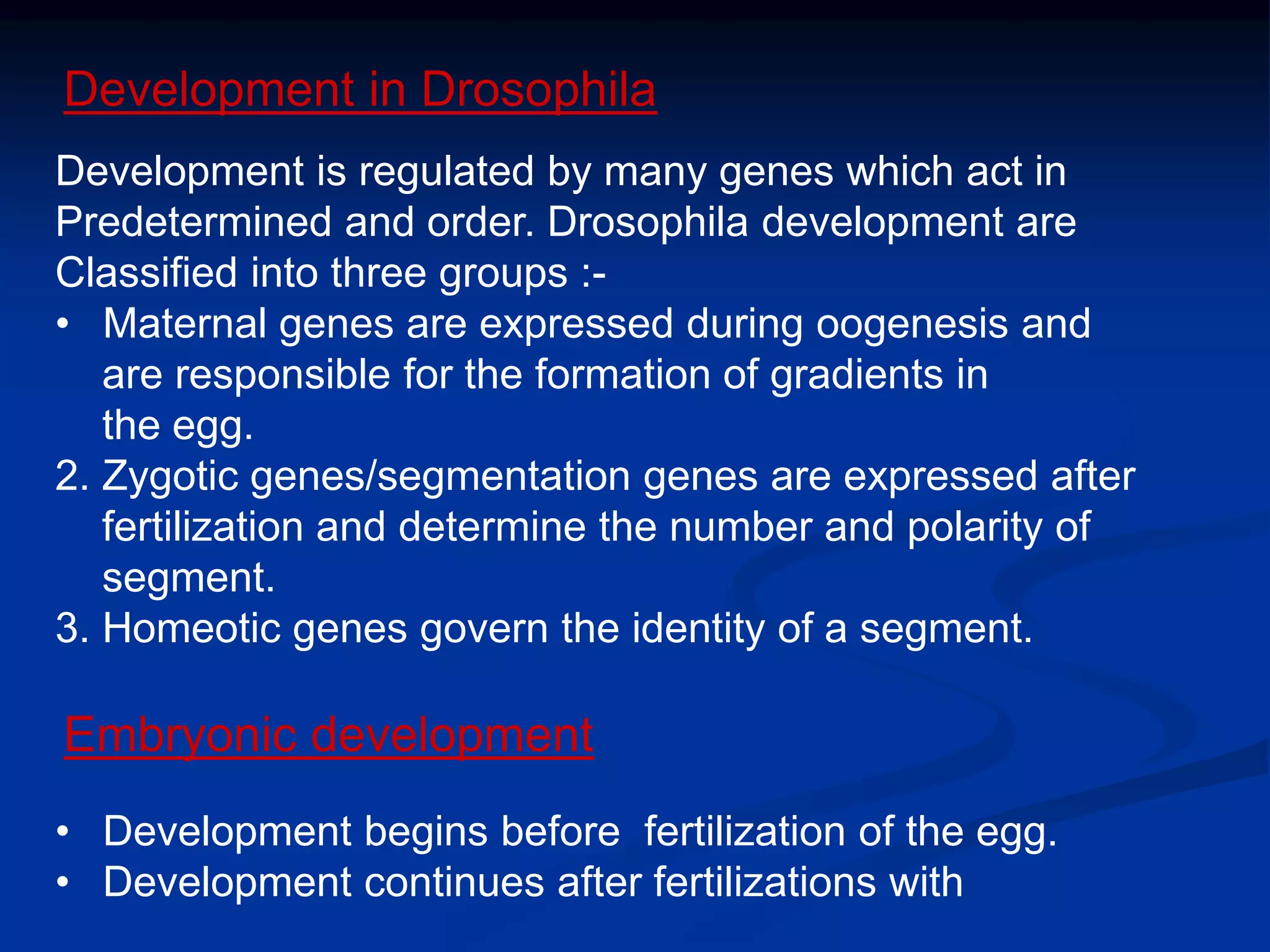 Development of drosophila | PPT