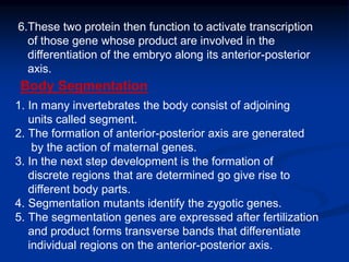 Development of drosophila | PPT