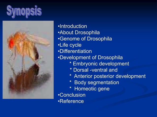 Development of drosophila | PPT | Biological Sciences | Science