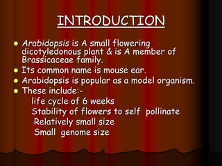 Development in arabidopsis | PPT