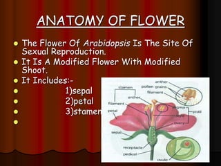 Development in arabidopsis | PPT