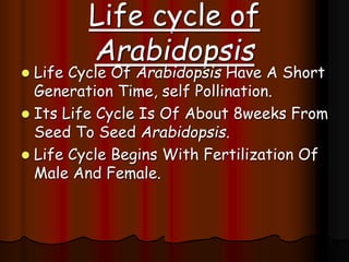 Development in arabidopsis | PPT