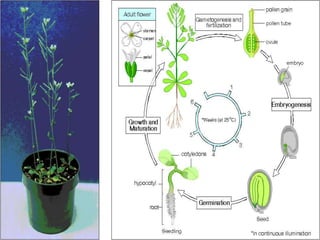 Arabidopsis Thaliana Life Cycle