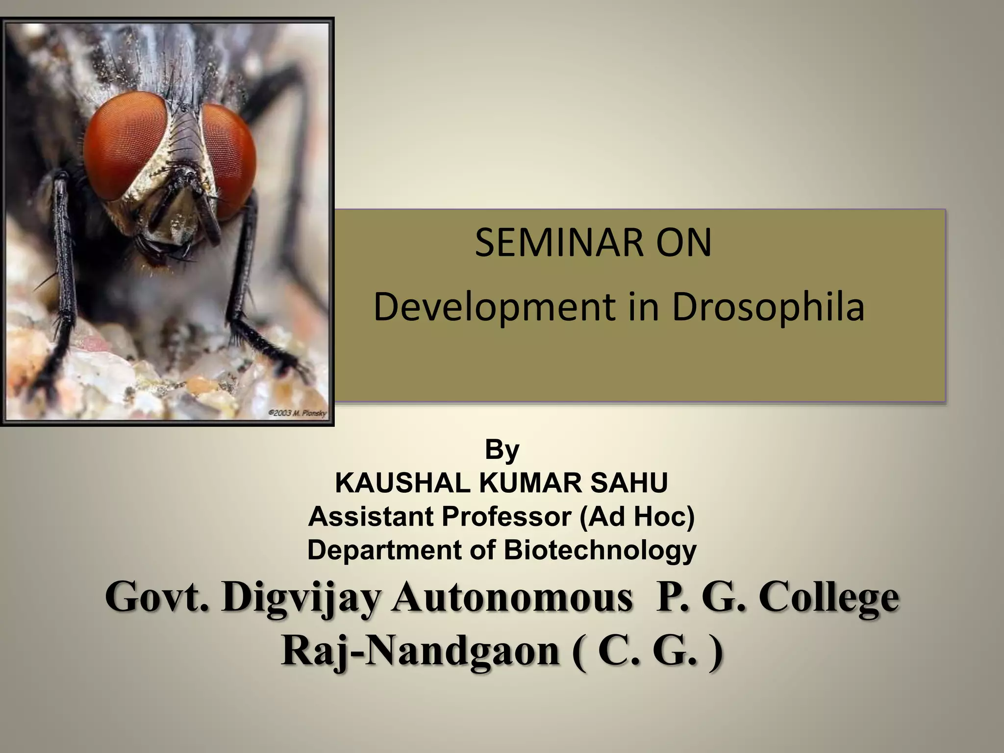 Development in drosophila | PPTX