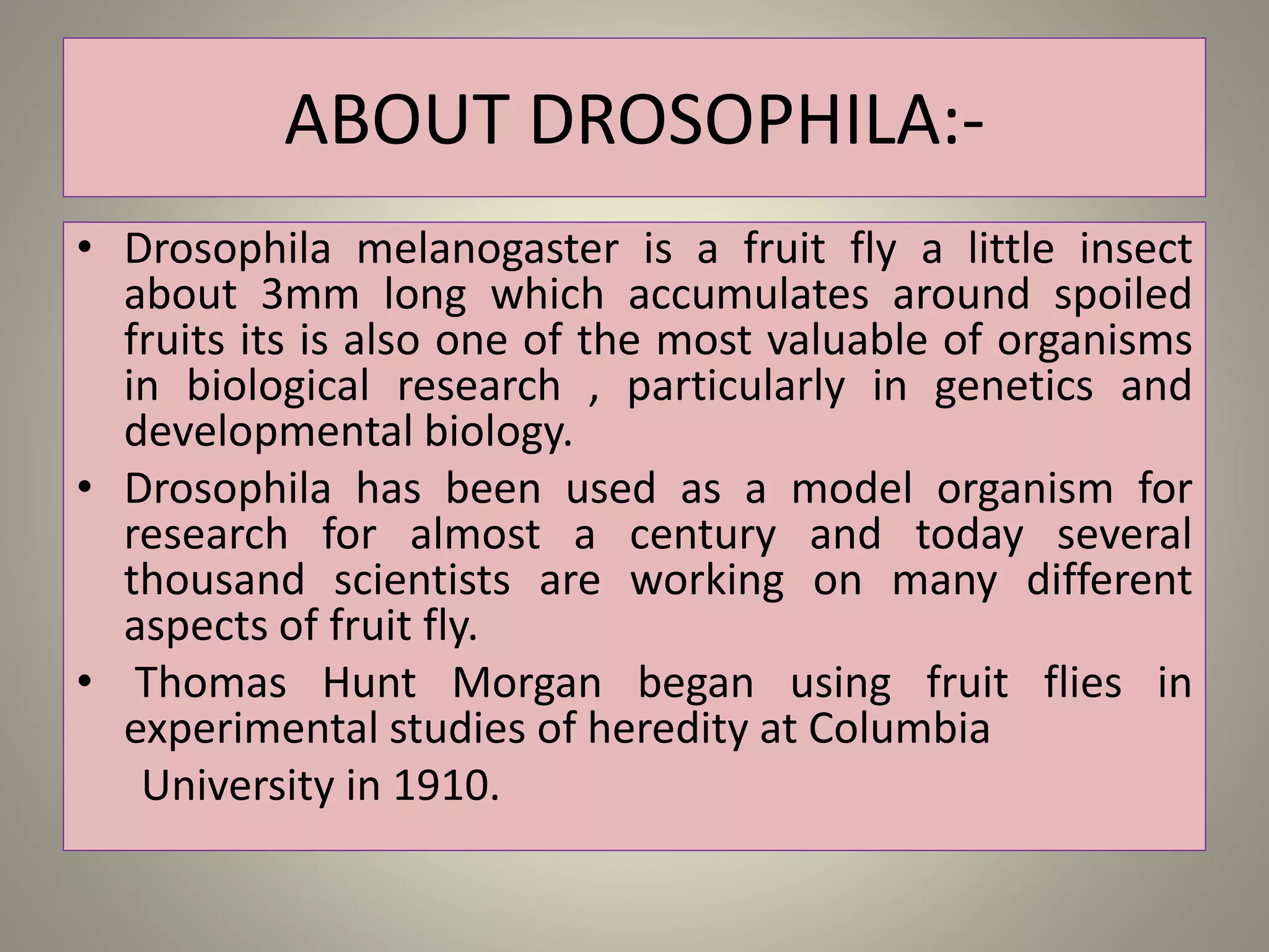 Development in drosophila | PPTX