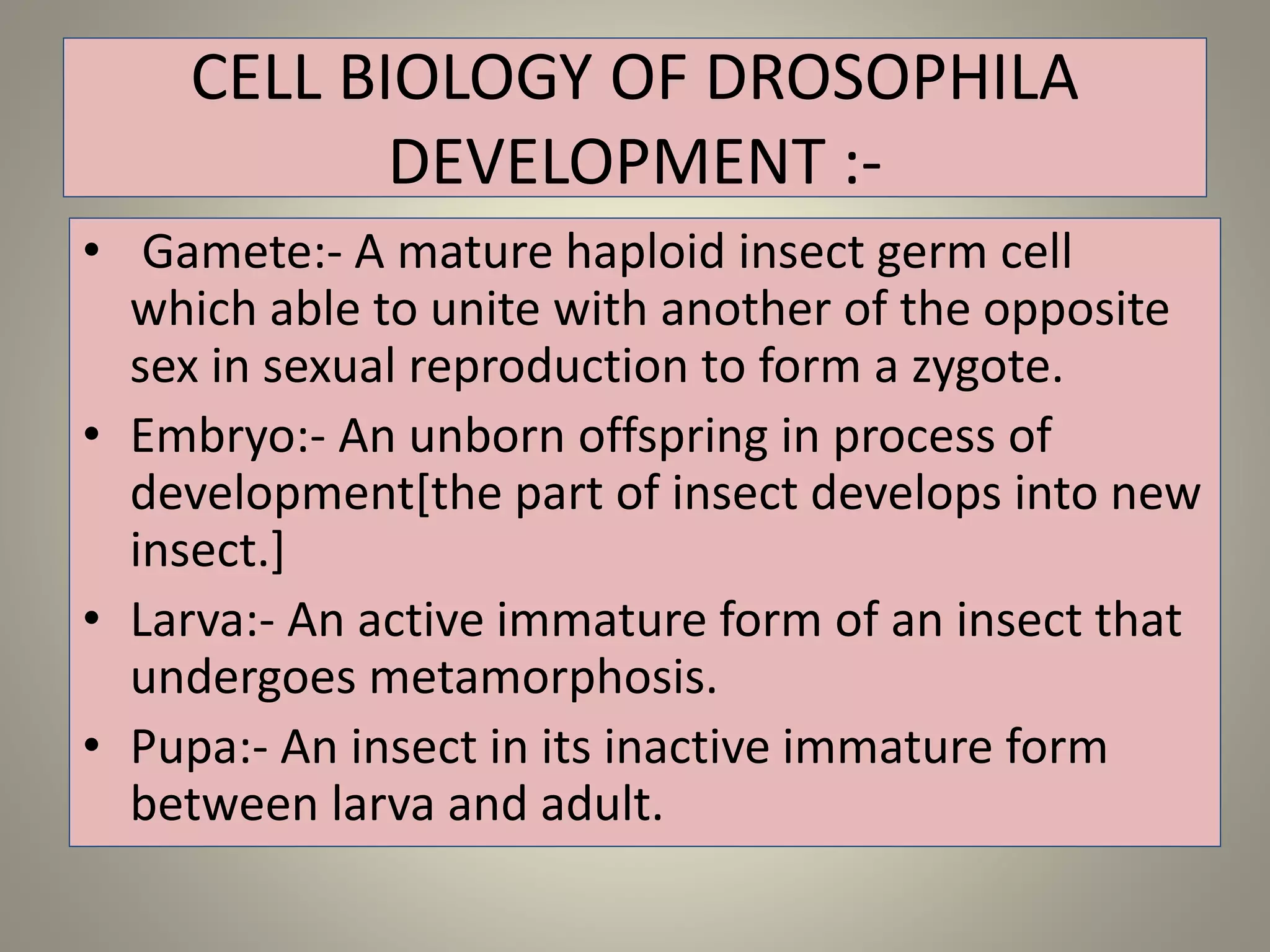 Development in drosophila | PPTX