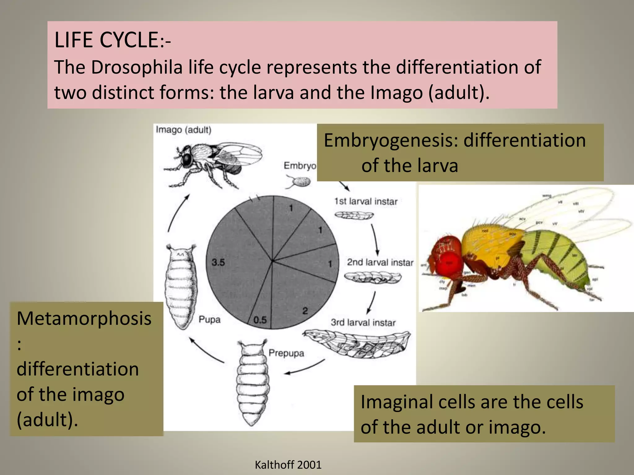 Development in drosophila | PPTX
