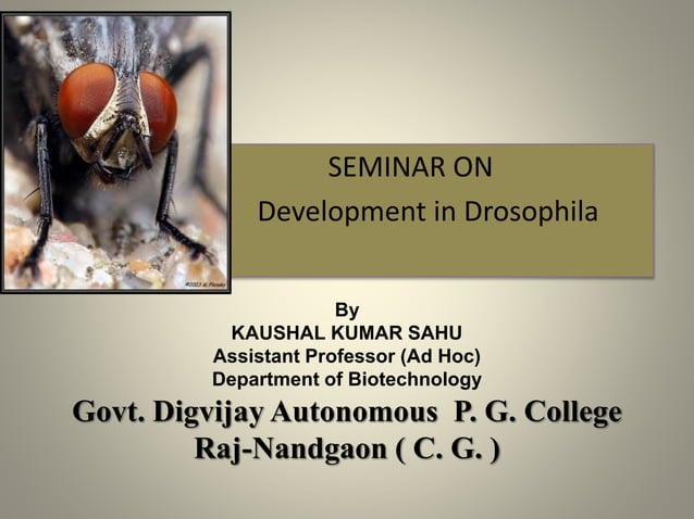 Development in drosophila | PPTX | Genetics | Science