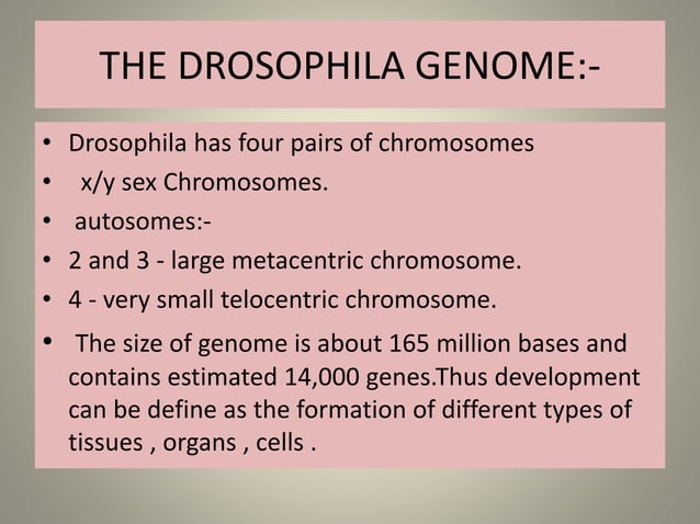 Development in drosophila | PPTX | Genetics | Science