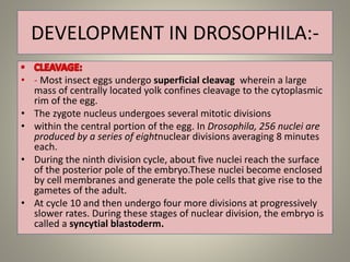 Development in drosophila | PPTX