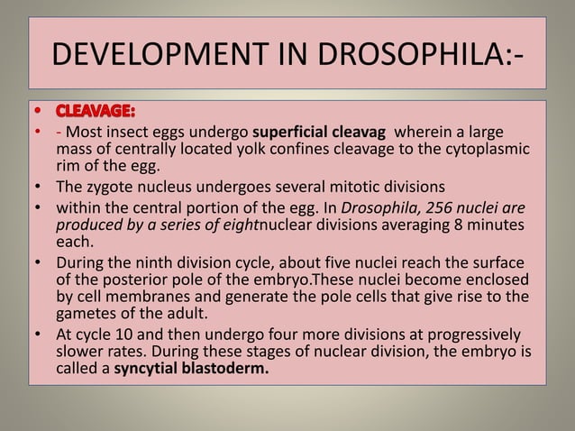Development in drosophila | PPTX | Genetics | Science