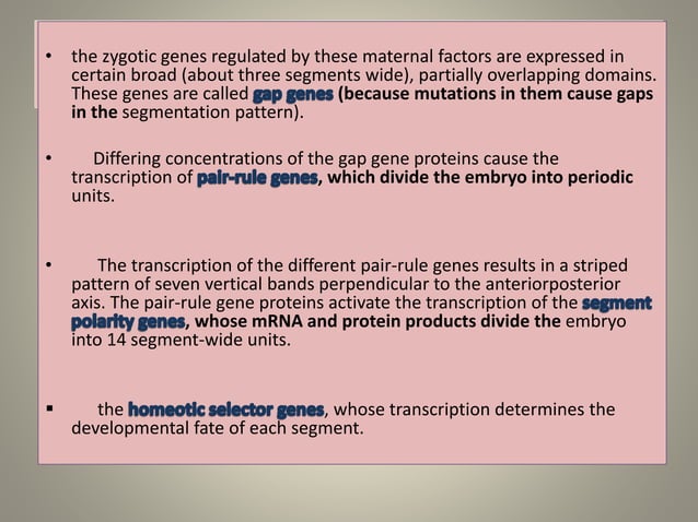 Development in drosophila | PPTX | Genetics | Science