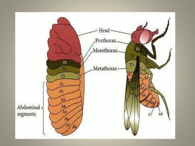 Development in drosophila | PPTX | Genetics | Science