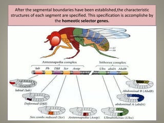 Development in drosophila | PPTX