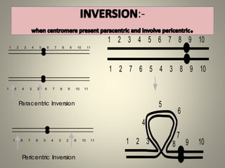 Development in drosophila | PPTX