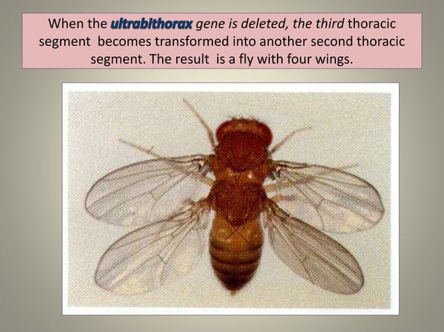 Development in drosophila | PPTX | Genetics | Science