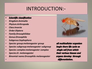 Development in drosophila | PPTX