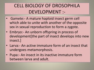 Development in drosophila | PPTX