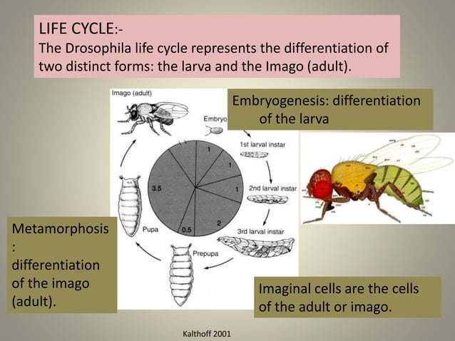 Development in drosophila | PPTX | Genetics | Science