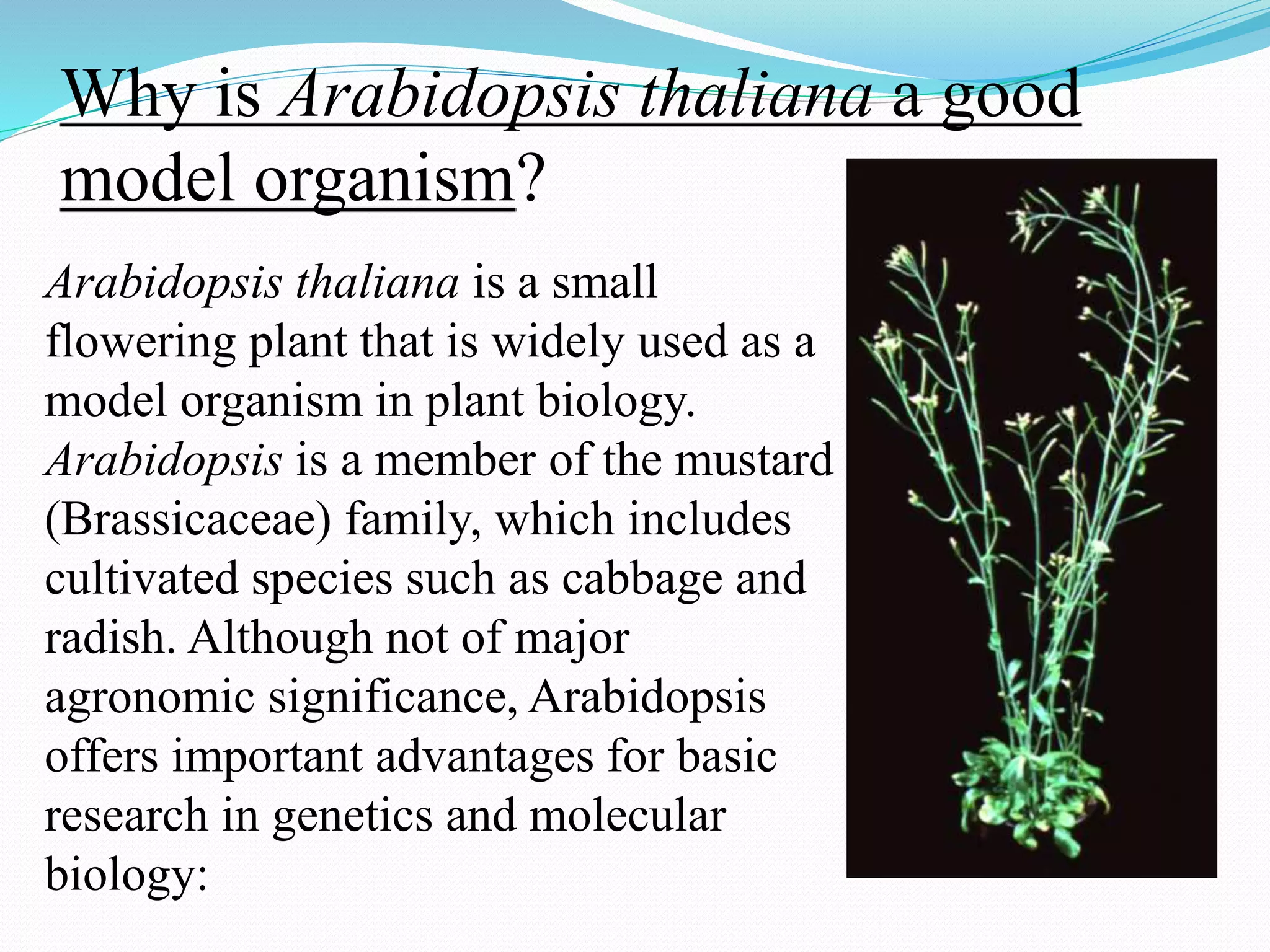 Development in Arobidopsis thaliyana | PPTX