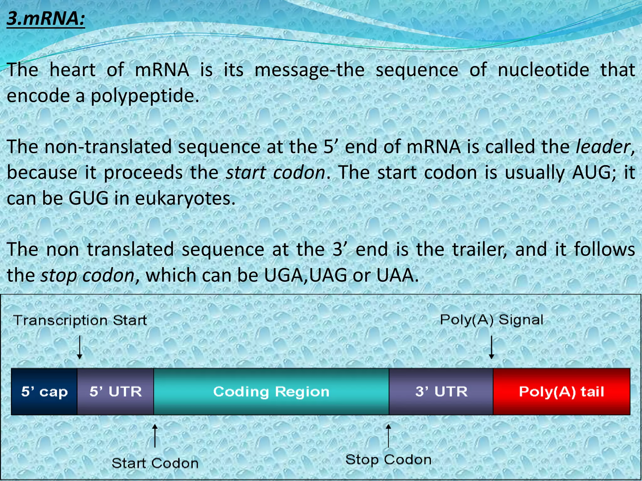 Biosynthesis of protein in eukariotes | PPT