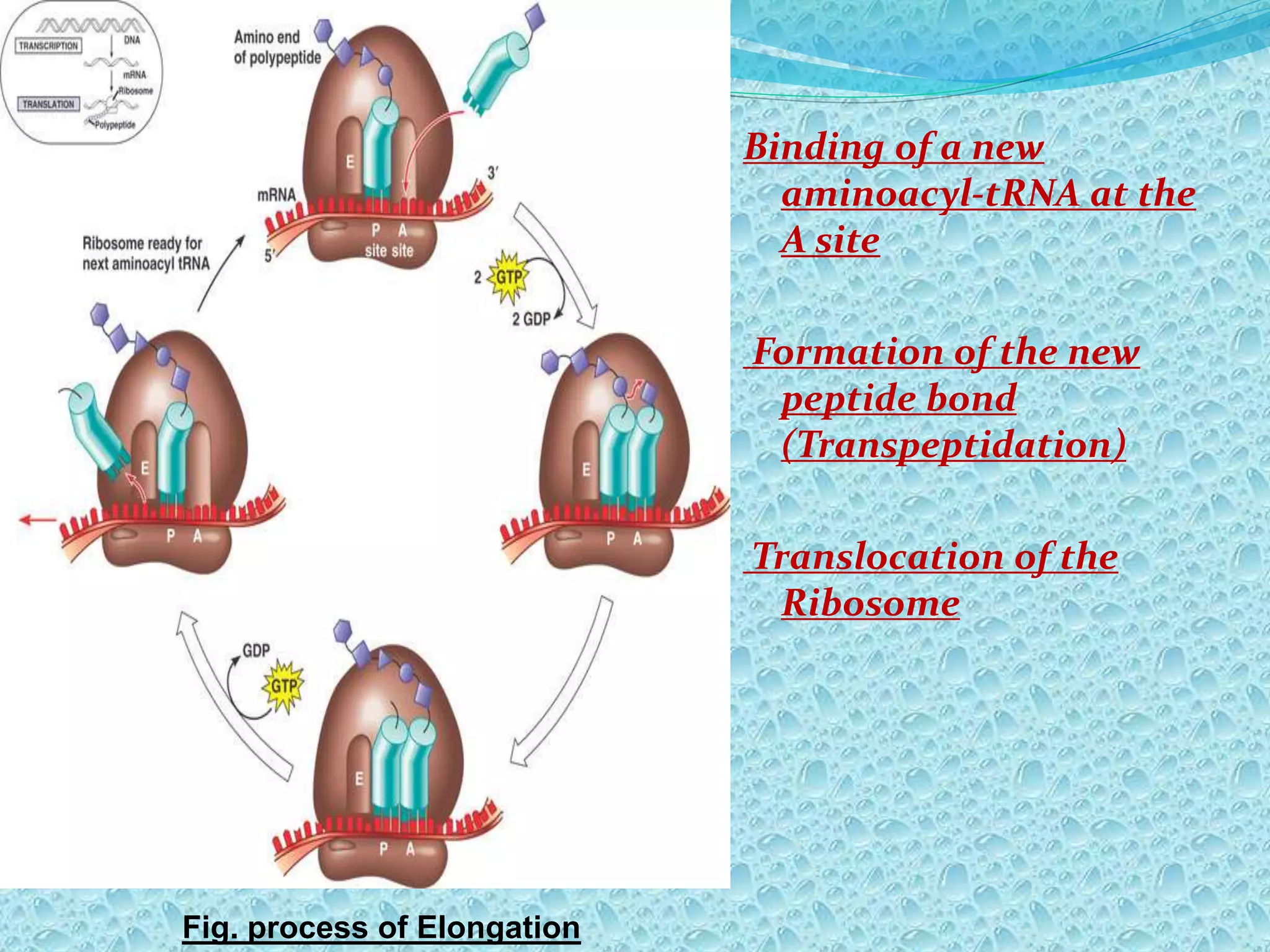 Biosynthesis of protein in eukariotes | PPT